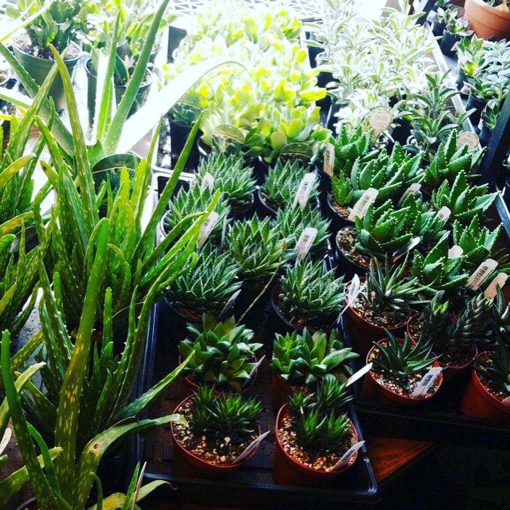 Houseplants - Eastside Urban Farm and Garden